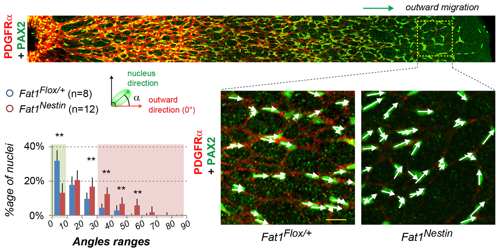 Retinal Astrocyte Migration