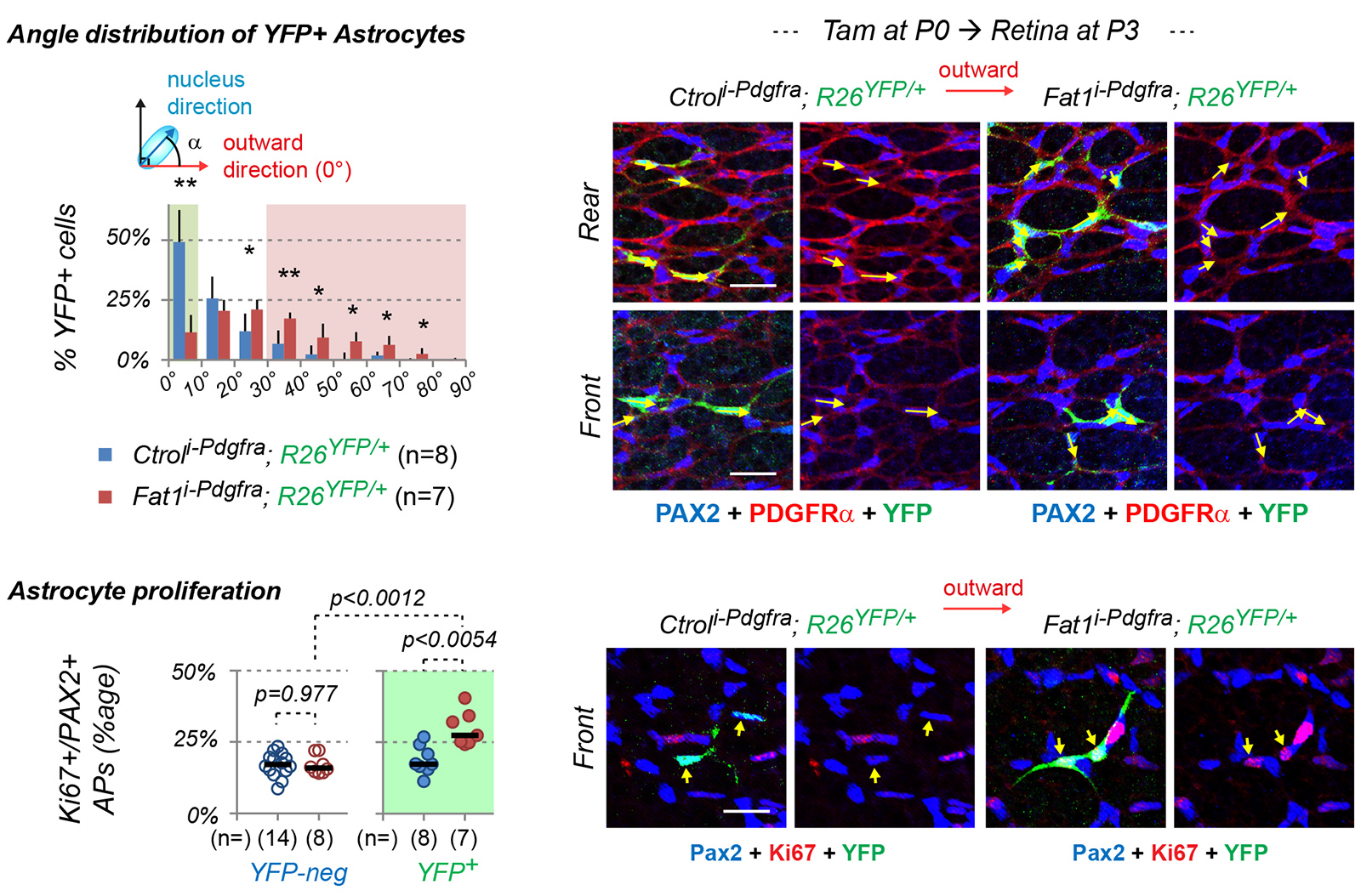 Retinal Astrocyte Migration